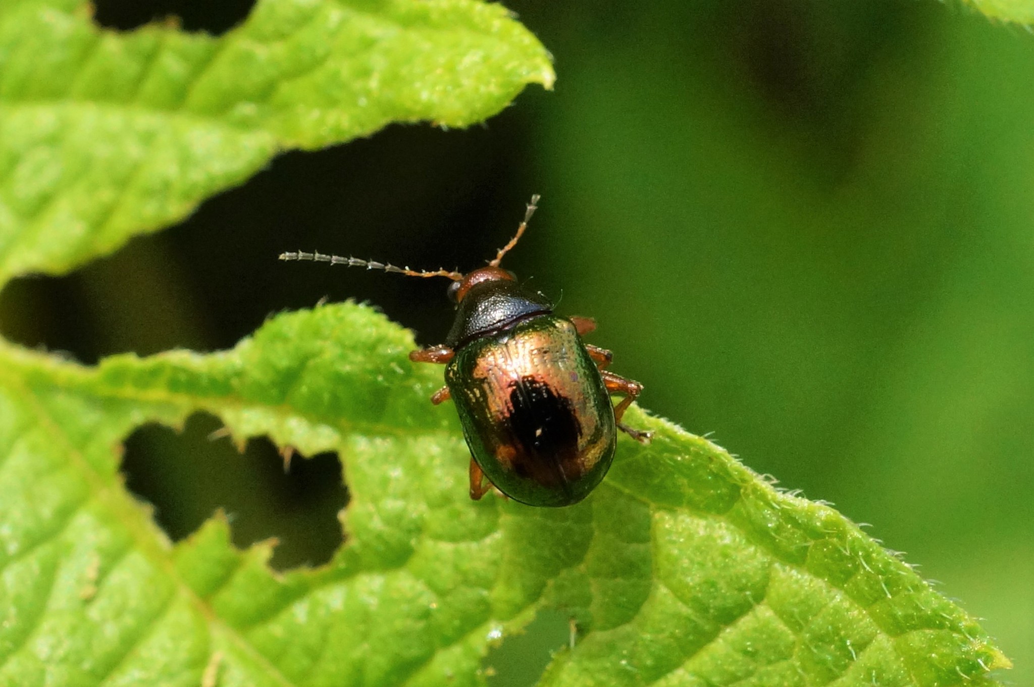 Dactylispa fulvipes (Motschulsky, 1861)