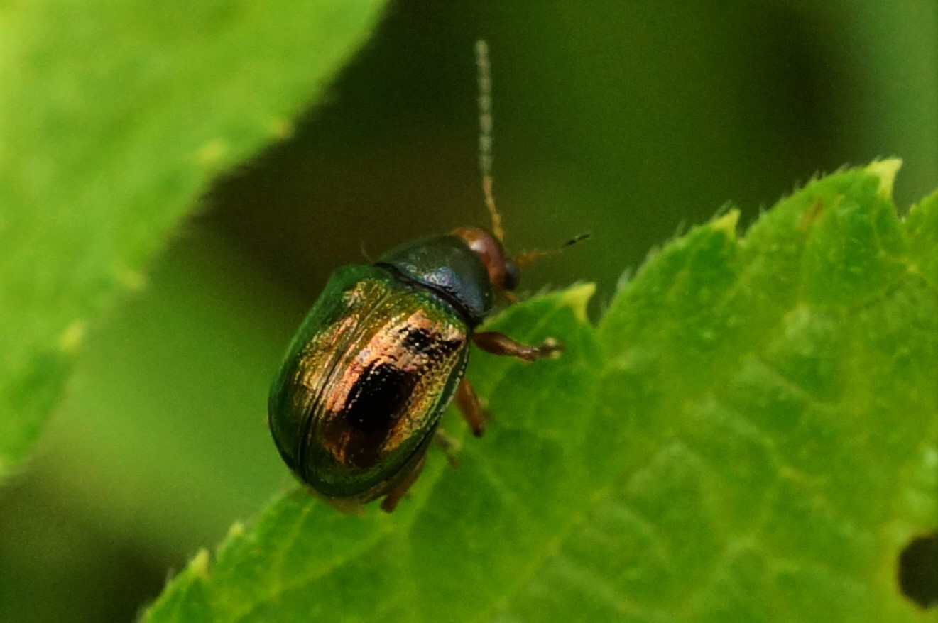 Dactylispa fulvipes (Motschulsky, 1861)