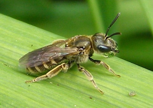 Confusing Furrow Bee from 1491 VT-103, Mt Holly, VT 05758, USA on July ...