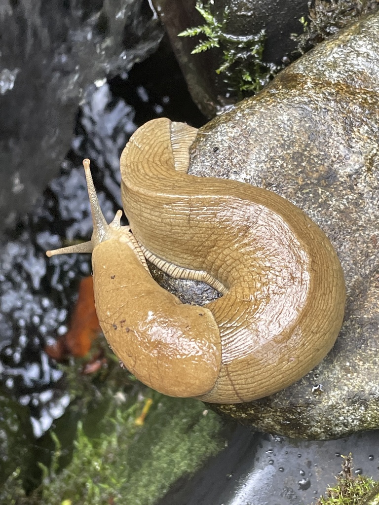 Pacific Banana Slug from Eatonville, WA, US on July 12, 2021 at 08:12 ...