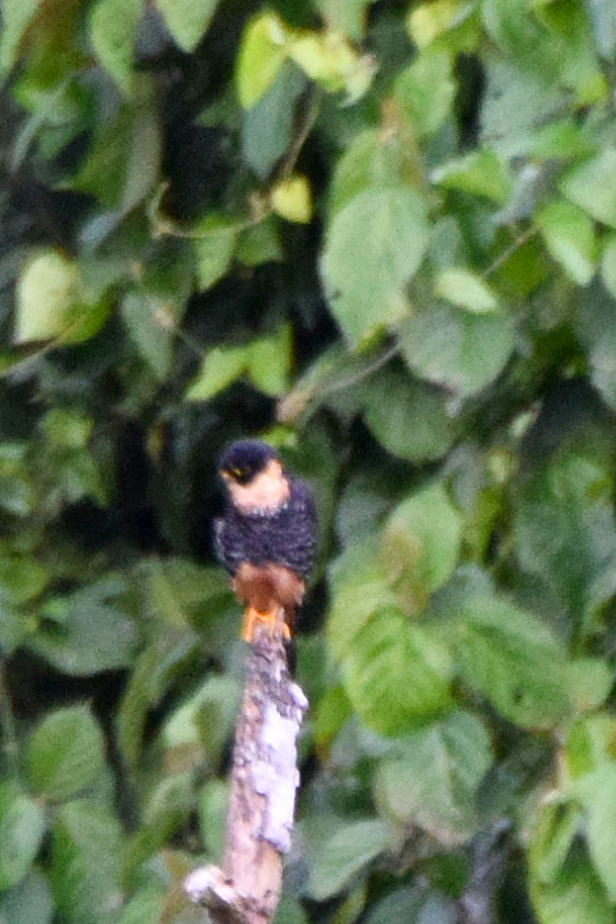 Bat Falcon from Archidona, EC-NA, EC on November 29, 2020 at 05:21 PM ...