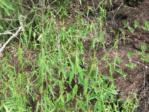 Microstachys salicifolia · iNaturalist