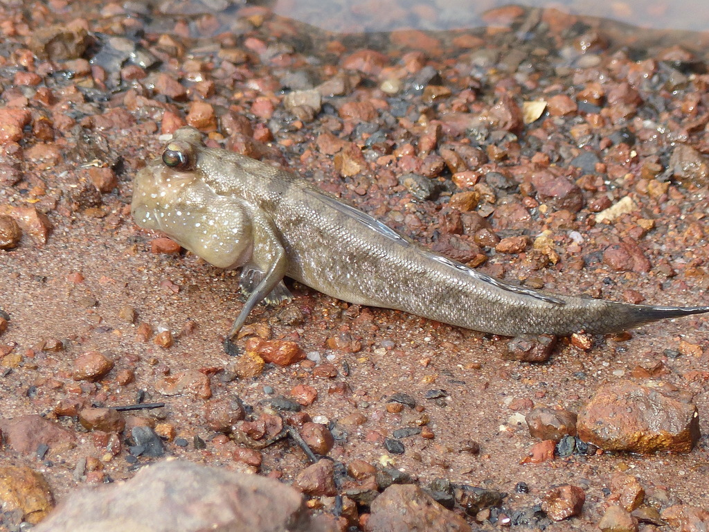 Atlantic Mudskipper (Periophthalmus barbarus) - Marine Life Identification