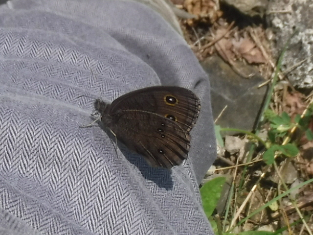 Common Wood-Nymph from Walton Hills, OH 44146, USA on July 01, 2021 at ...
