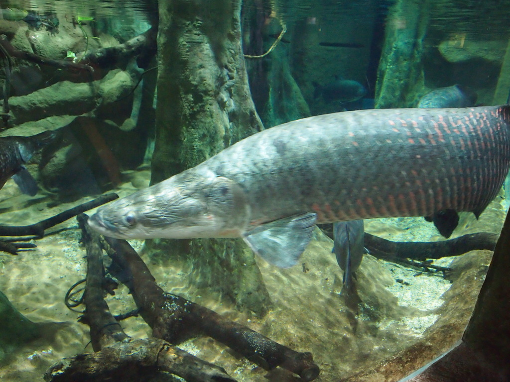 Giant arapaima (Arapaima gigas) - Marine Life Identification