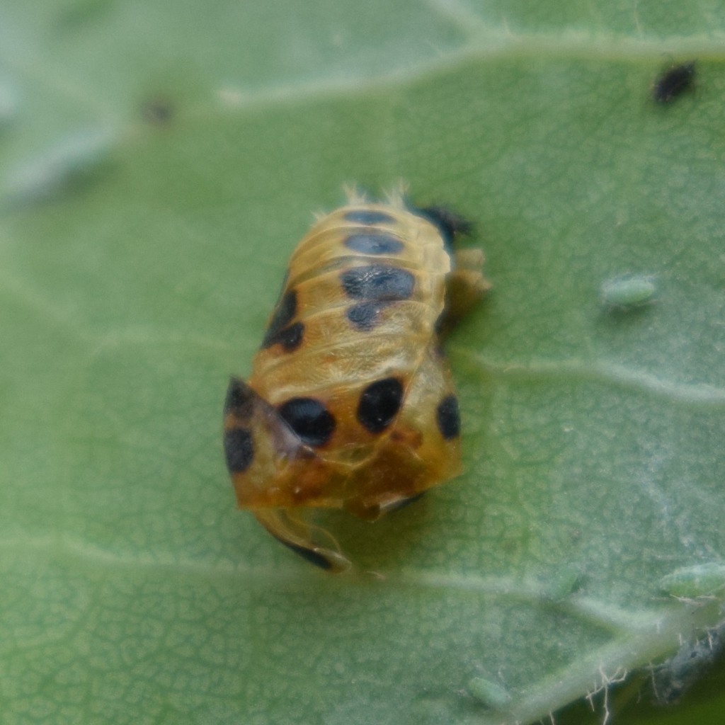 Asian Lady Beetle in July 2021 by Anne Parsons. On an apricot leaf ...