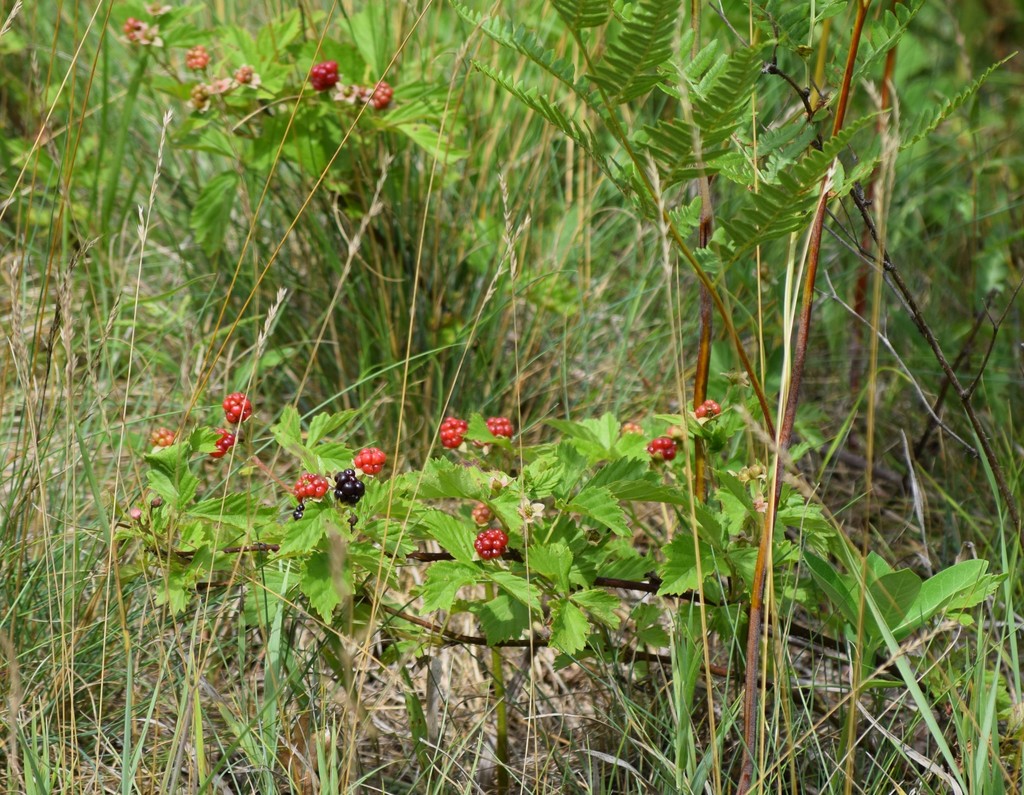 Common Dewberry from Muskegon County, MI, USA on July 12, 2021 at 10:31 ...