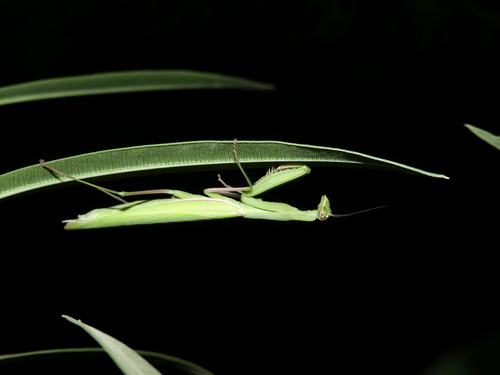 Mantis beieri · iNaturalist