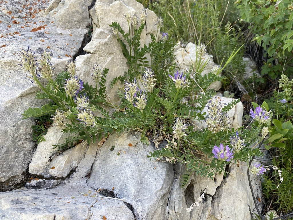 Prairie Milkvetch from Pennington, South Dakota, United States on July ...