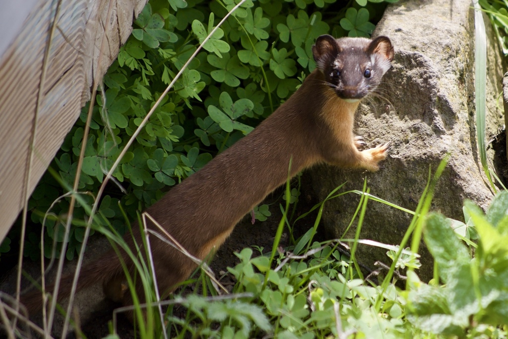 Long-tailed Weasel from Sharp Park, Pacifica, CA, USA on March 19, 2018 ...