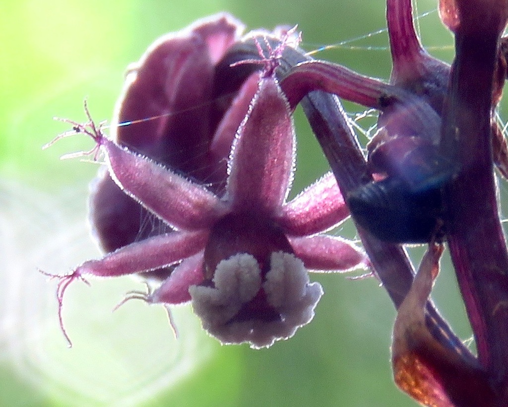 triuris family (Triuridaceae) - Botanical Realm