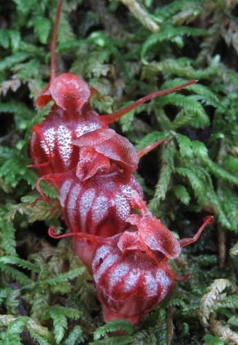 Thismia hyalina · iNaturalist