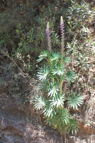Variedad Lupinus montanus nelsonii · iNaturalist Mexico