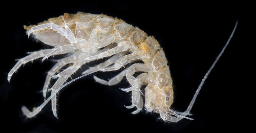 Caecidotea occidentalis · iNaturalist Mexico