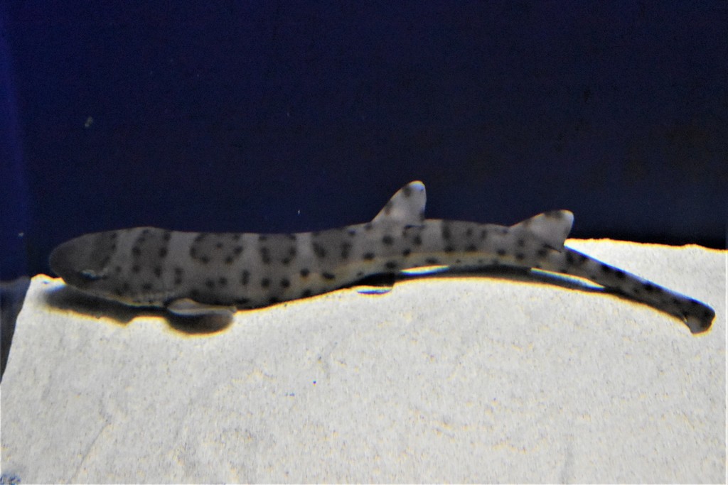 Bali catshark (Atelomycterus baliensis) - Marine Life Identification