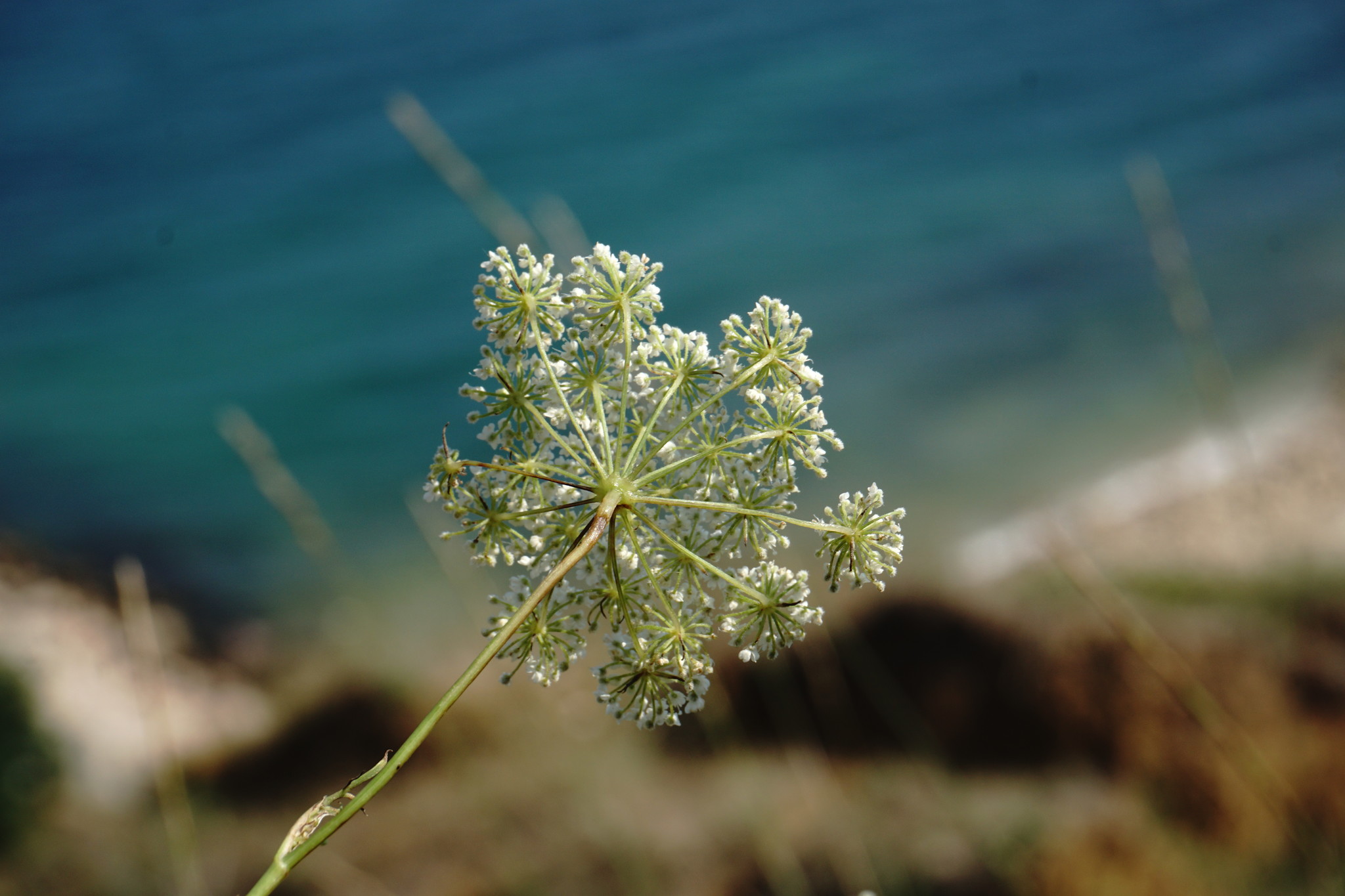 Pimpinella peregrina L.