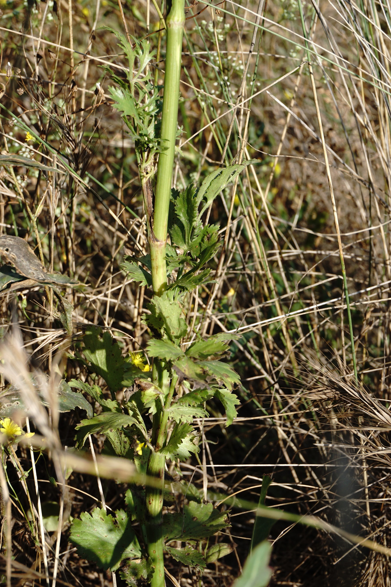 Pimpinella peregrina L.