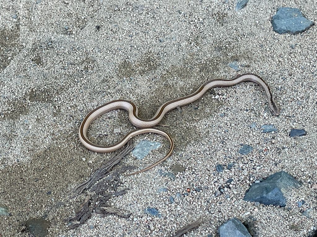 Ridgehead Snake from La Huerta, Jal., México on July 12, 2021 at 08:02 ...