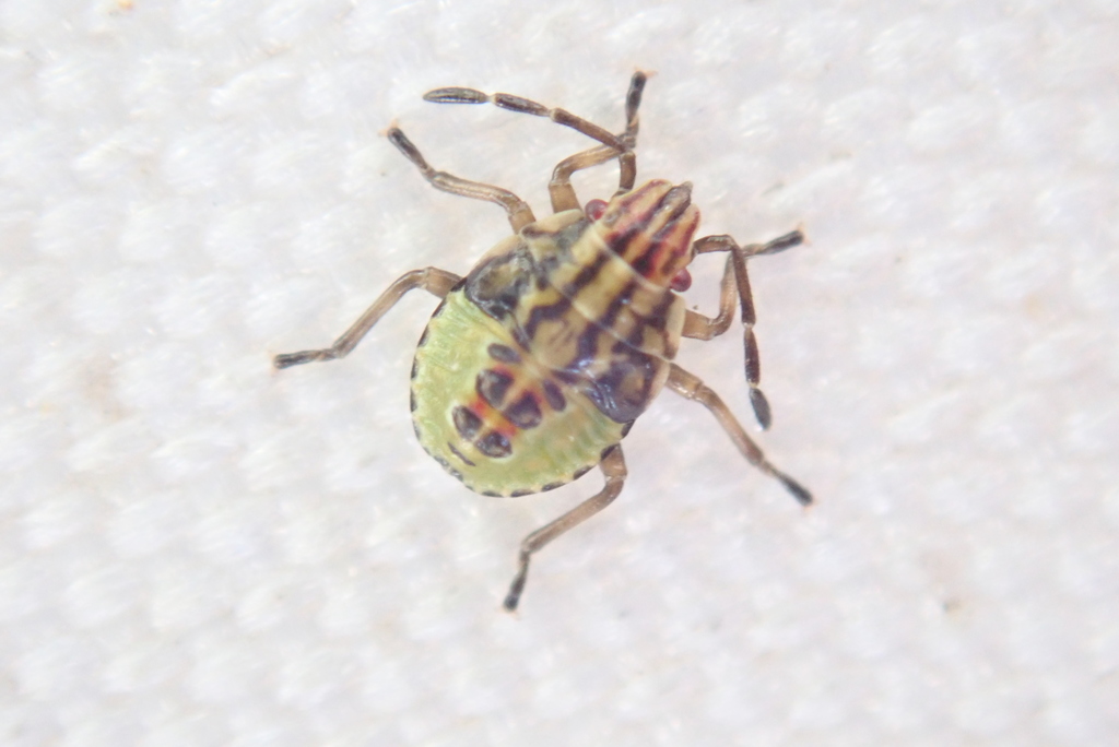 Parent Bug from 7370 Dour, Belgique on July 9, 2021 at 12:21 PM by ...
