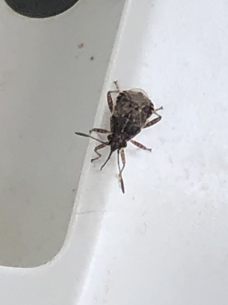 True Bugs from Clark Rd, Rutherfordton, NC, US on July 12, 2021 at 03: ...