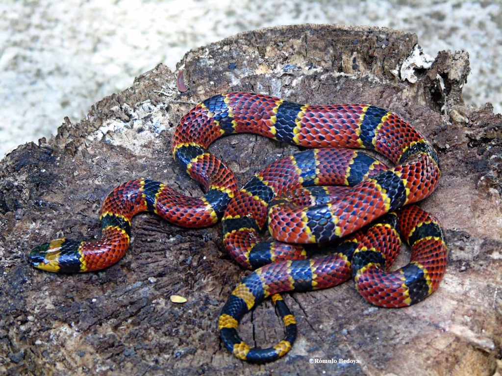 Variable Coralsnake (Micrurus diastema) - Snakes and Lizards