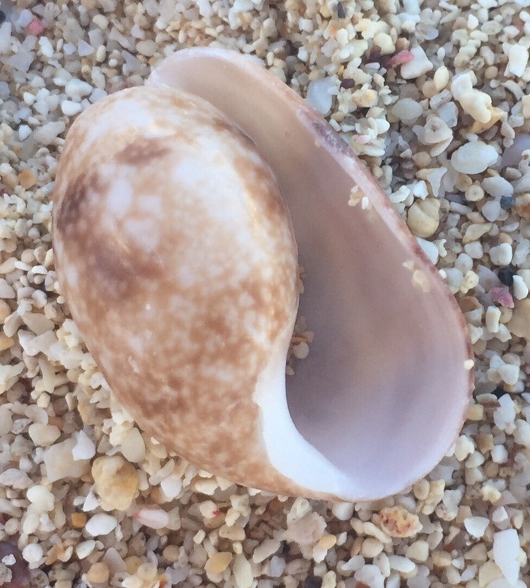 Bulla from Tongatapu, Tonga, TO on July 05, 2021 at 11:44 AM by ...