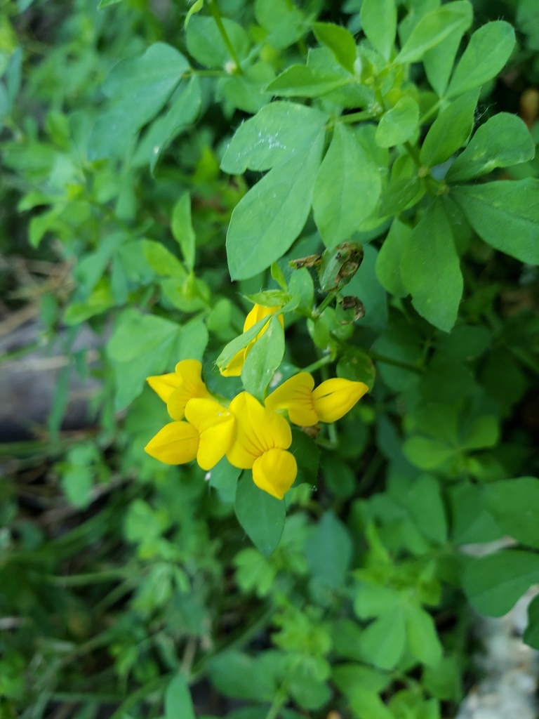greater bird's-foot-trefoil from Alton Baker Park on July 12, 2021 at ...