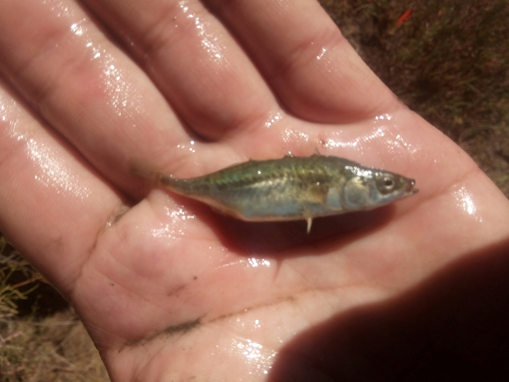 Threespine Stickleback from Unnamed Road, Baja California, México on ...