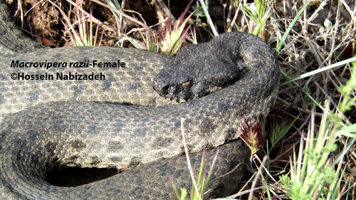 Large Palearctic Vipers (Macrovipera) - Snakes and Lizards