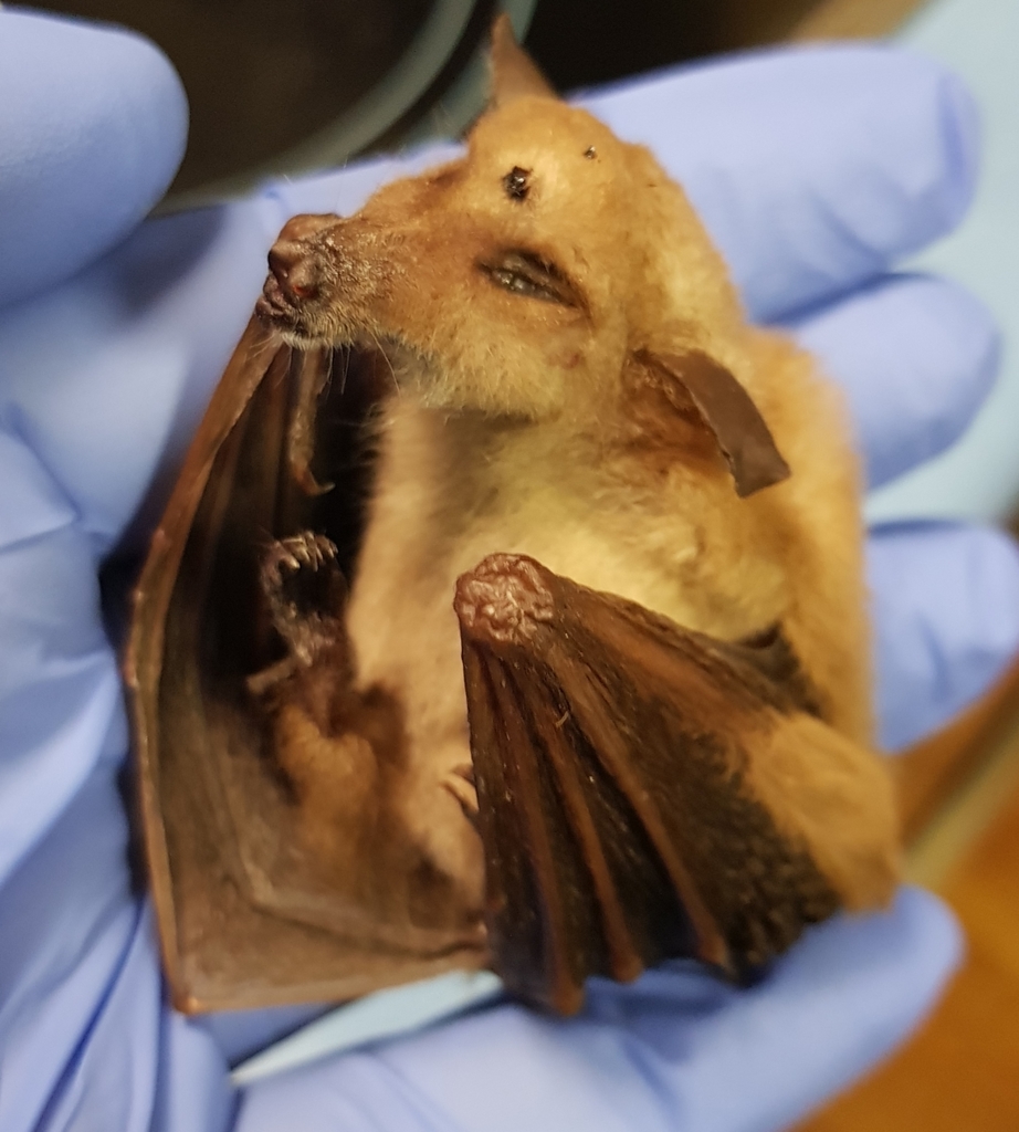 Southern Blossom Bat from Glenella QLD 4740, Australia on July 12, 2021 ...
