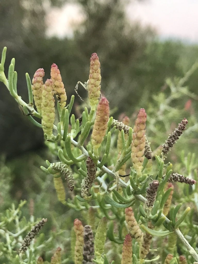 Greasewood (Sarcobatus vermiculatus) - Botanical Realm