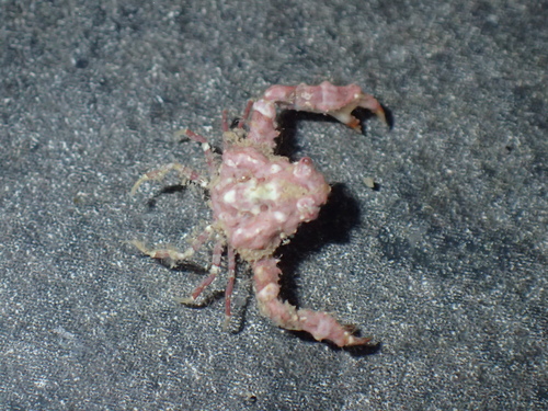 Parthenopoides massena · iNaturalist