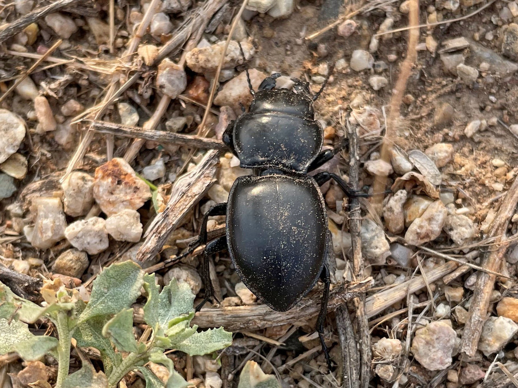 California Warrior Beetle from Canoa Ranch, AZ, USA on July 12, 2021 at ...