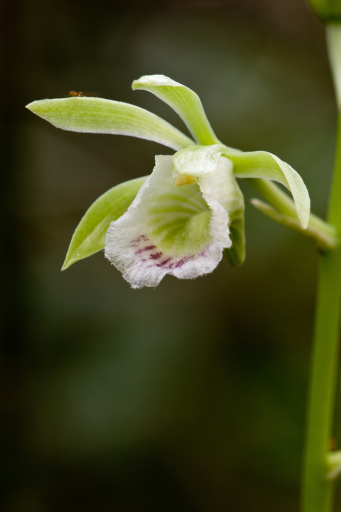 Two-Keeled Hooded Orchid in October 2008 by Keith Bradley · iNaturalist