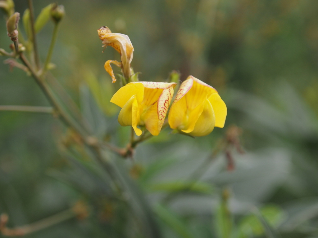 Cajanus reticulatus (ReefBlitz 2015 Geoffrey Bay Common Plant Species ...