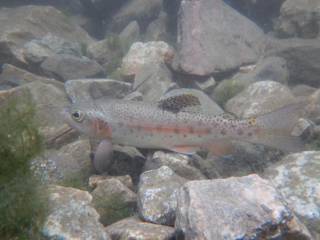 Salmons and Trouts (Salmoninae) - Marine Life Identification