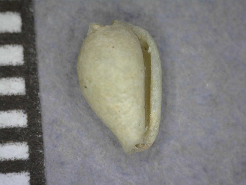 Sulcerato sandwicensis · iNaturalist