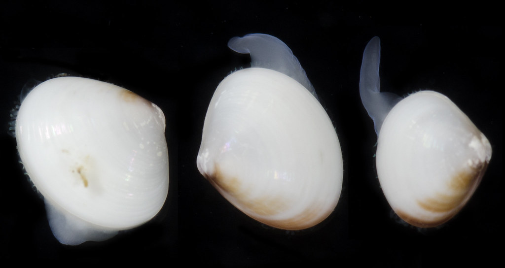 Purple Dwarf-Venus (CMER Surveys - Coastal Marine Taxa) · iNaturalist