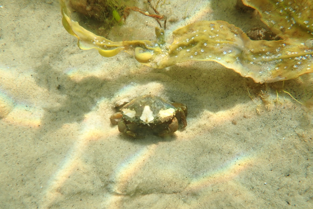 European Green Crab from Black Point, NS, Canada on July 12, 2021 by ...
