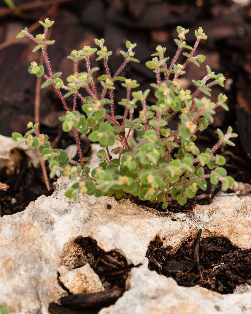 Pineland Sandmat in September 2009 by Keith Bradley · iNaturalist