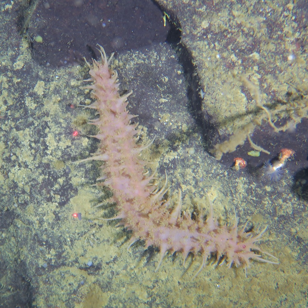 Synallactes challengeri (Seamounts of Canada's Large Offshore Pacific ...