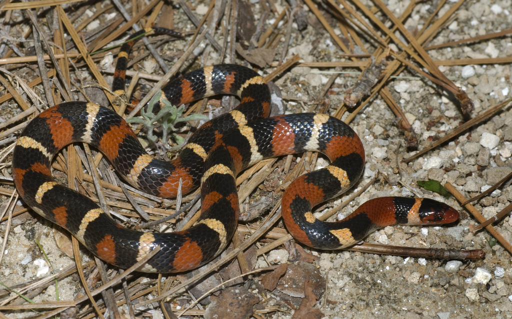 Scarlet Kingsnake (Lampropeltis elapsoides) - Snakes and Lizards