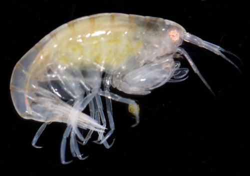 ナミマルハサミヨコエビ (Leucothoe spinicarpa)