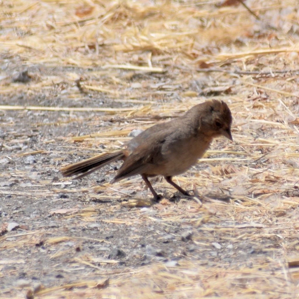 California Towhee from Coyote Creek Trail North, SCC, CA, USA on July ...