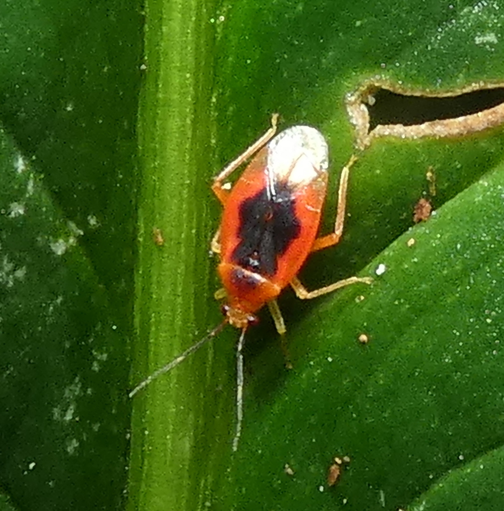 Parafurius discifer from Zona rural de Paudalho - Pernambuco on July 10 ...