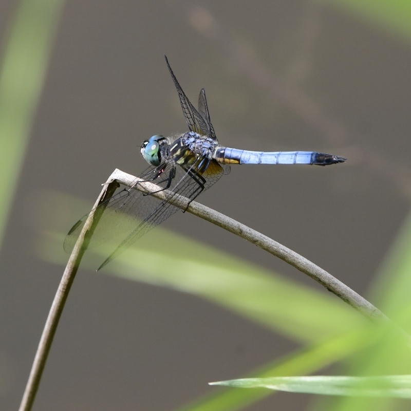 Blue Dasher in June 2021 by roamingthewoods · iNaturalist