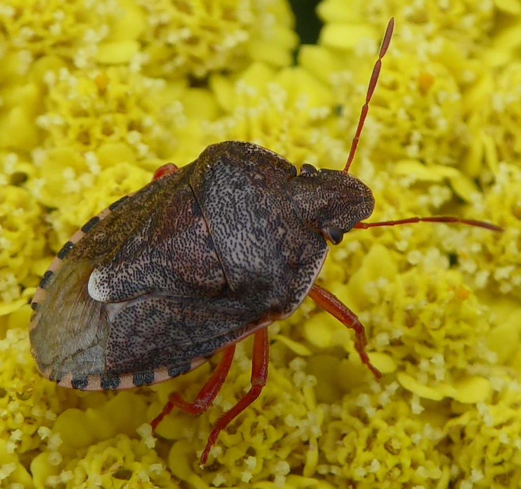 Holcostethus abbreviatus (Calgary Insect Pollinators Guide ...