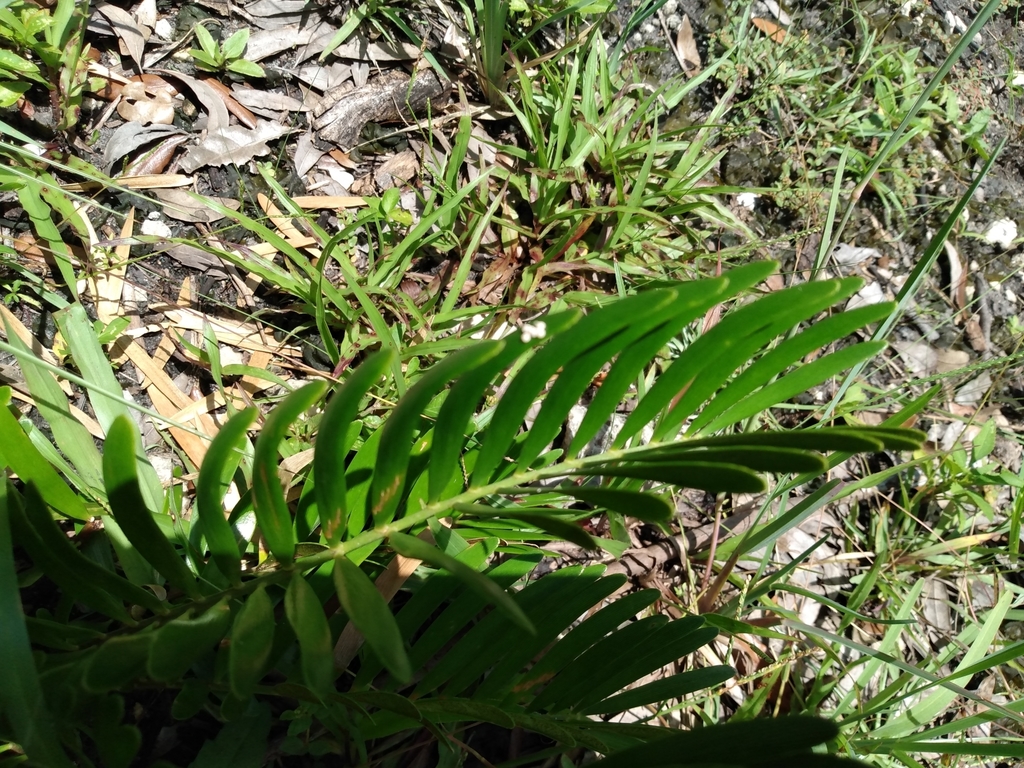 Coontie from LAUD LAKES, FL 33330, USA on July 11, 2021 at 01:37 PM by ...