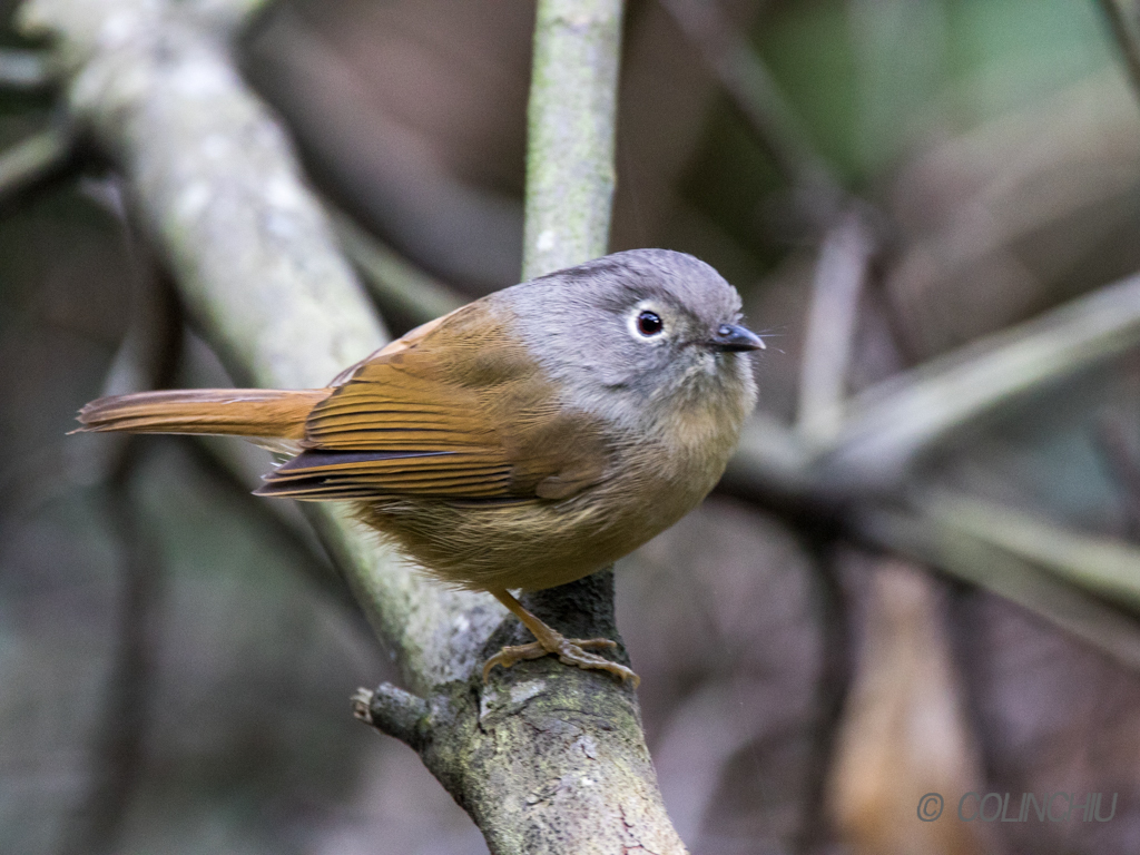 Huet's Fulvetta (Alcippe hueti) - Avian Discovery