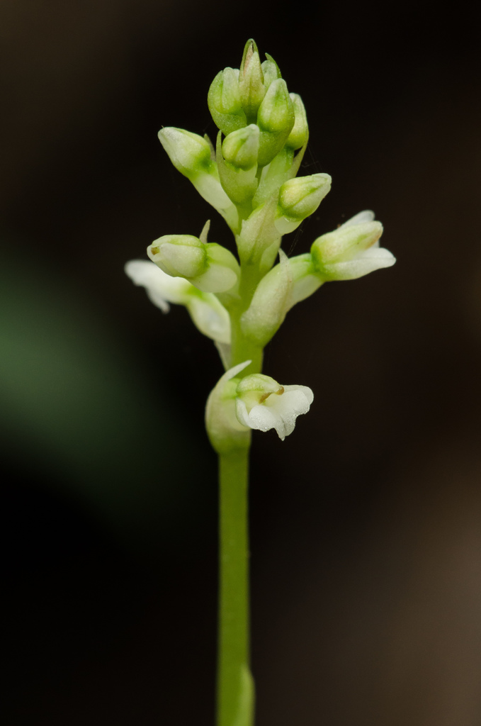 Jug Orchid in January 2012 by Keith Bradley · iNaturalist
